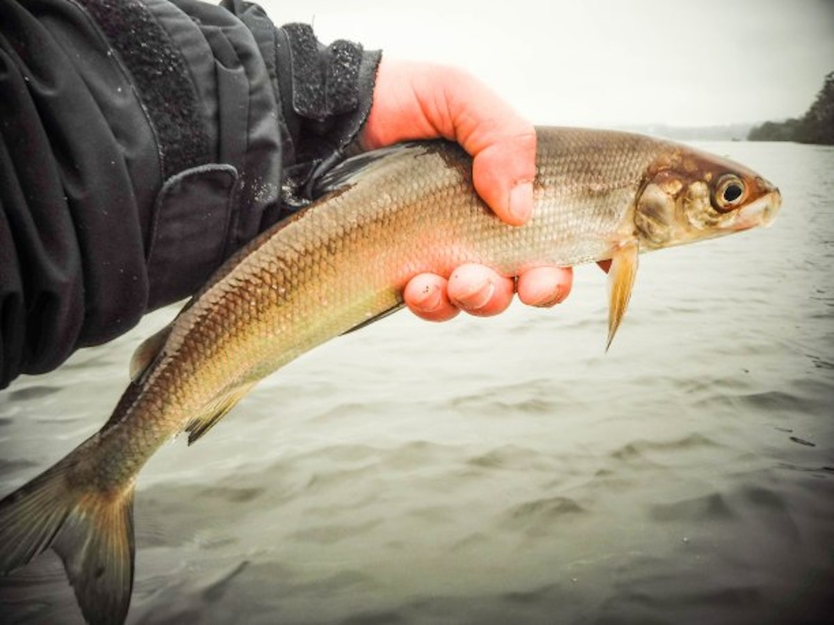 These are the rarest UK fish species you can catch | Angling Times