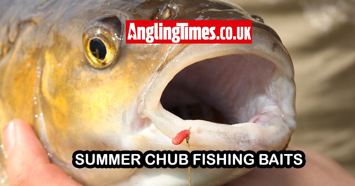 The best baits for summer chub fishing | Angling Times
