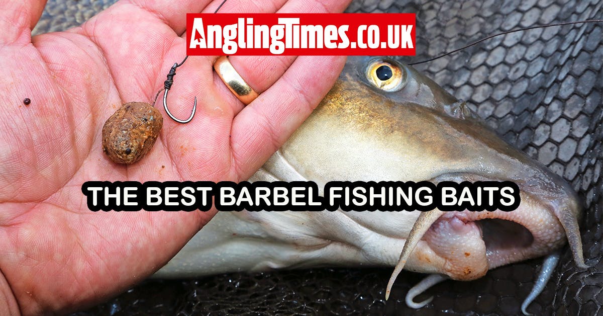 The best barbel fishing baits | Angling Times
