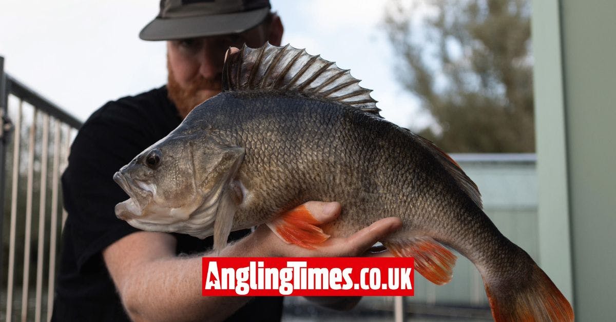 Giant perch landed from holiday venue | Angling Times