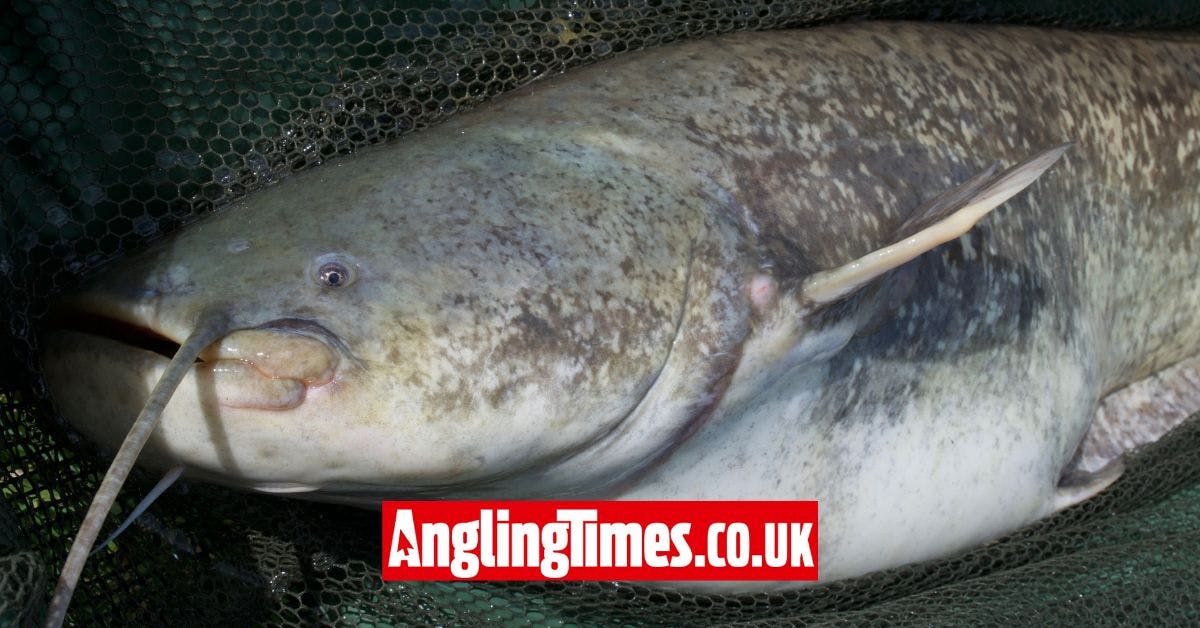 12-year-old banks large catfish bigger than himself | Angling Times