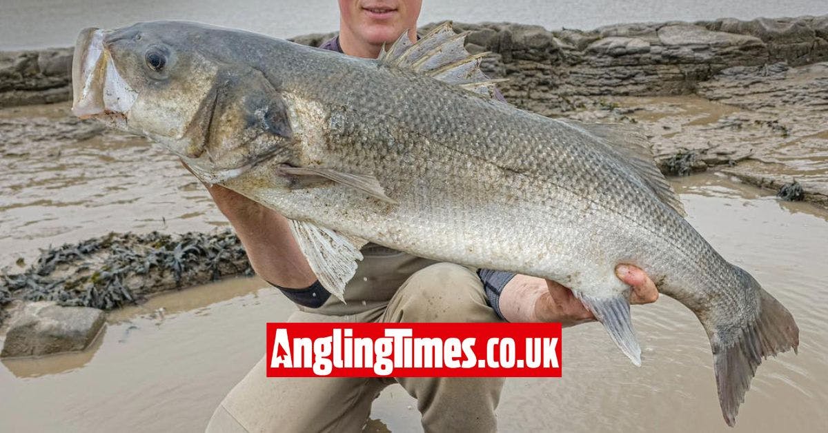 Shocking monster bass caught on tiny hook | Angling Times