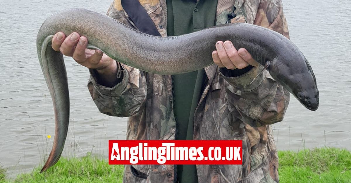 Monster eel gives angler fight of his life | Angling Times