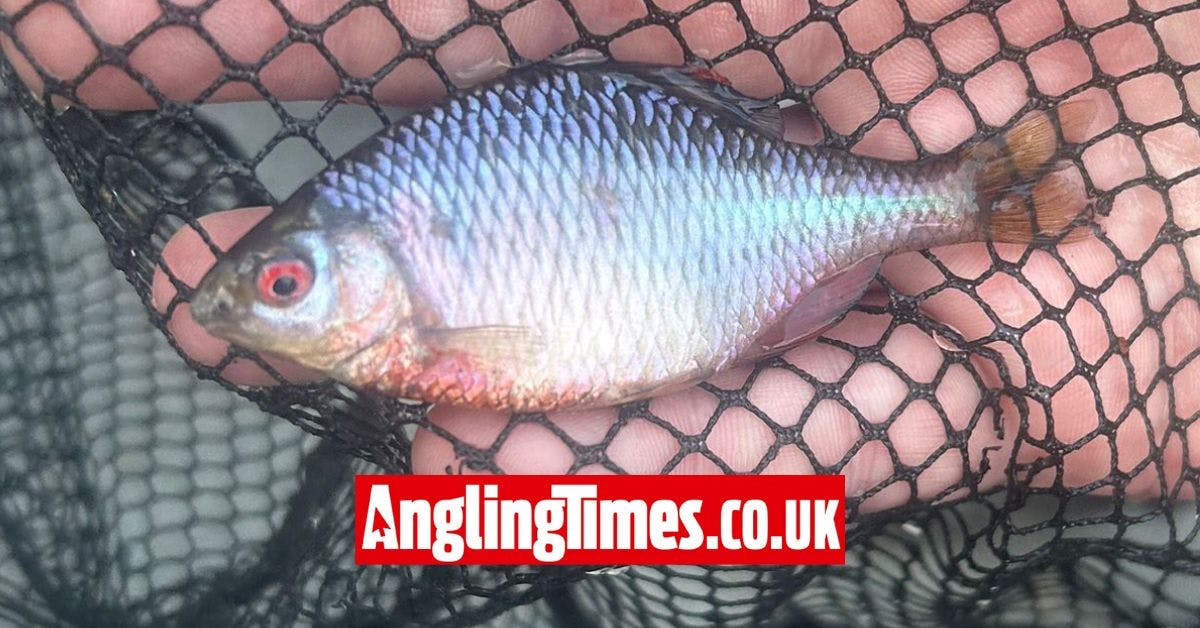 British Record bitterling caught? | Angling Times
