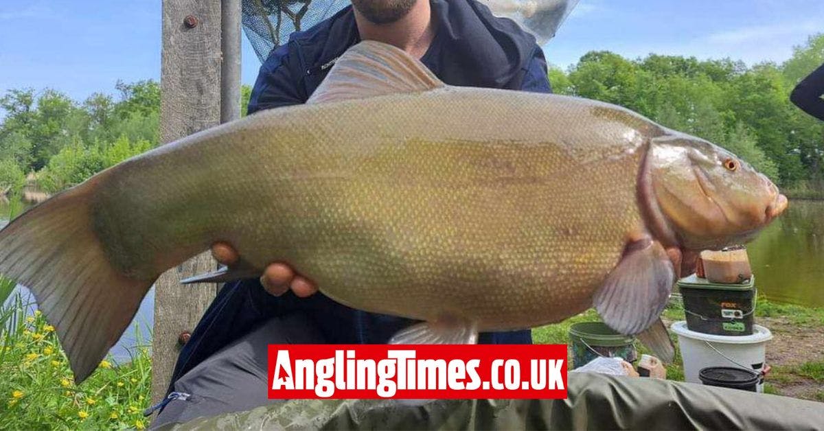 Potentially the biggest tench ever has been caught | Angling Times