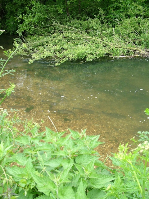 How to catch barbel on the fly | James Jennings | Angling Times