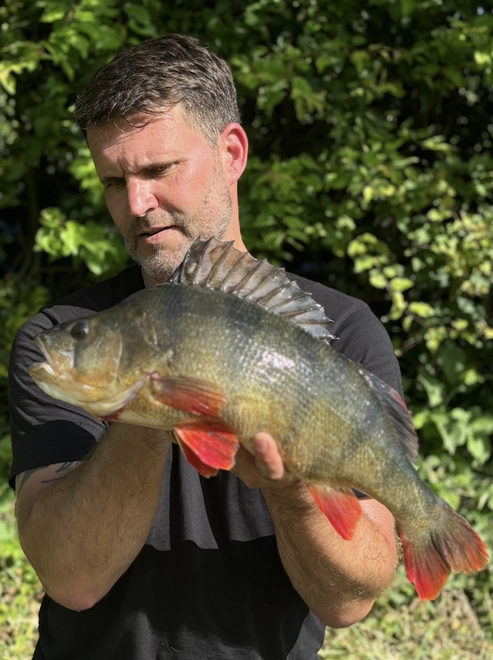 Giant perch is the biggest landed this season | Angling Times