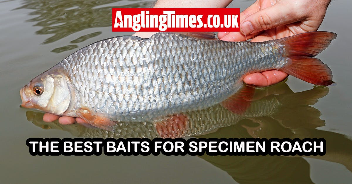 The best baits for specimen roach | Angling Times