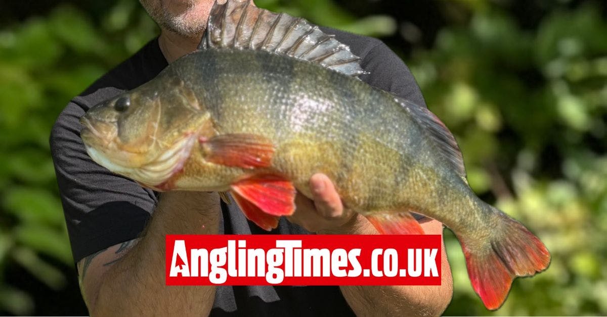 Giant perch is the biggest landed this season | Angling Times