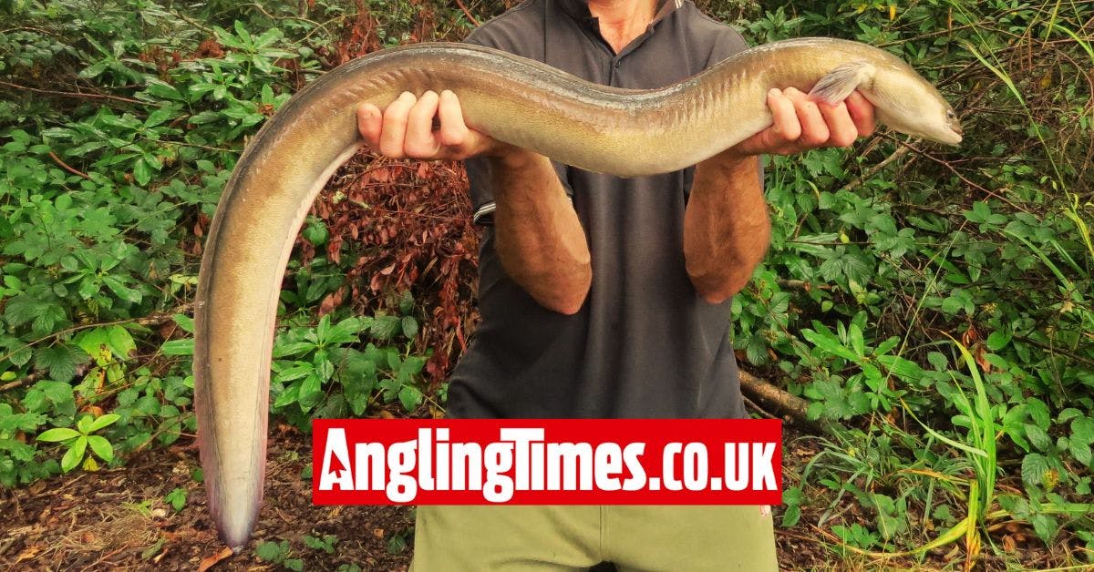 Enormous eel welcomes angler back to fishing | Angling Times