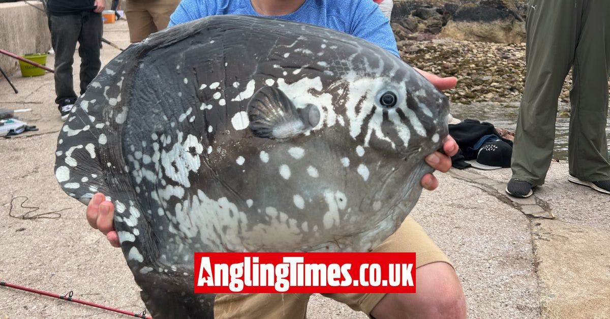 Incredibly rare sunfish caught from the shore | Angling Times