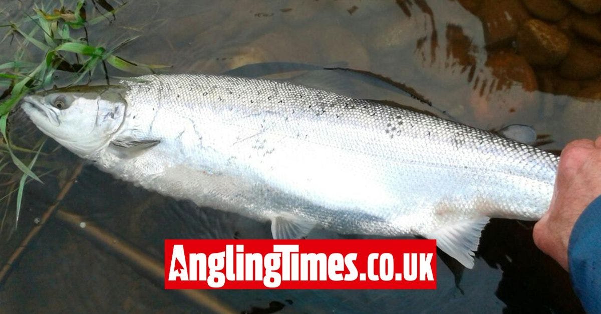 Scottish salmon are making a comeback | Angling Times