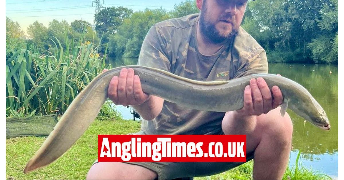Carp angler left shocked by biggest eel he has ever seen | Angling Times