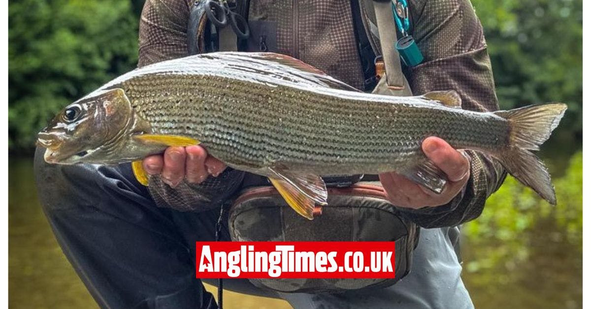 Superb grayling capture leaves angler shaking | Angling Times