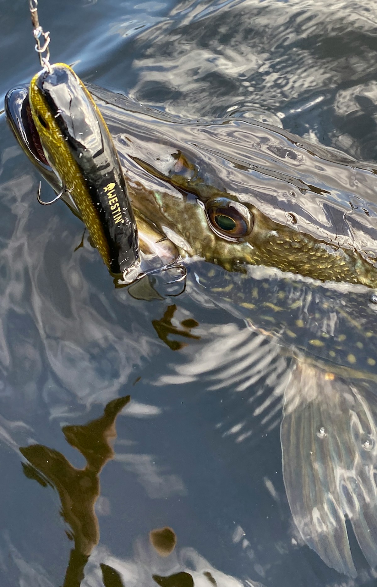 How to catch more pike on lures | Angling Times
