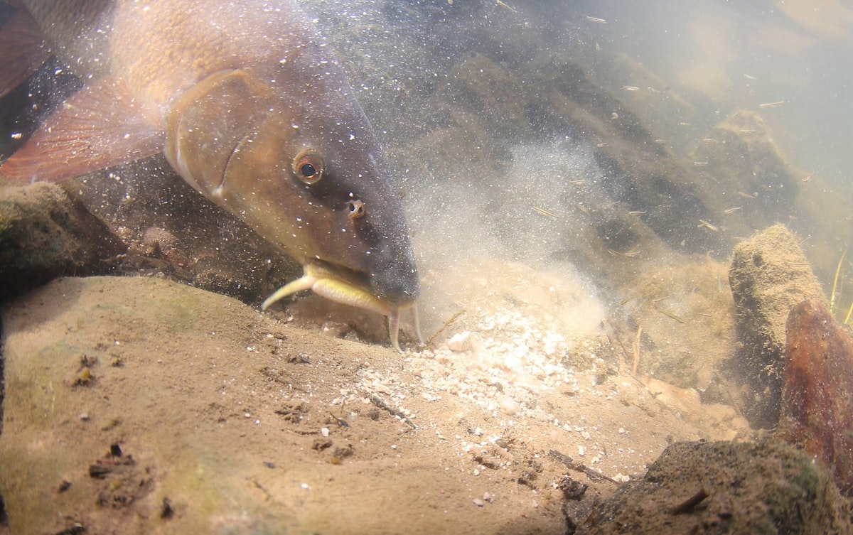 The only barbel rigs you’ll ever need! | Angling Times