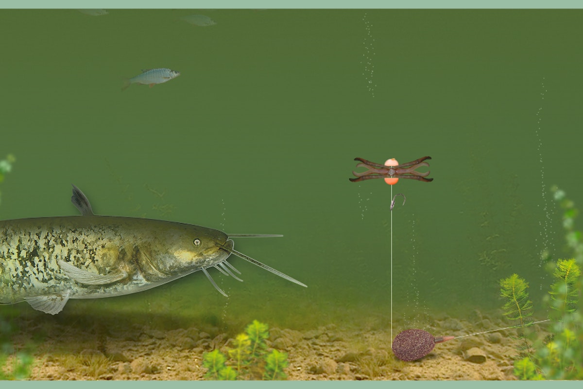 How to catch catfish on worms | Angling Times
