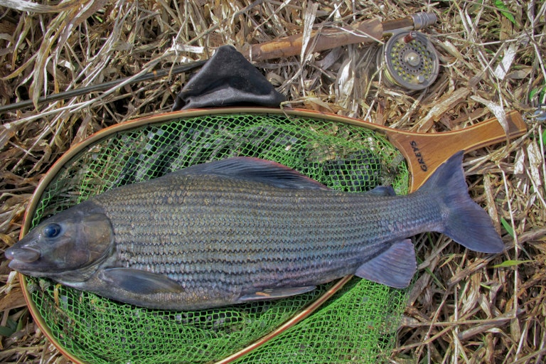 A guide to fishing chalk streams | Angling Times