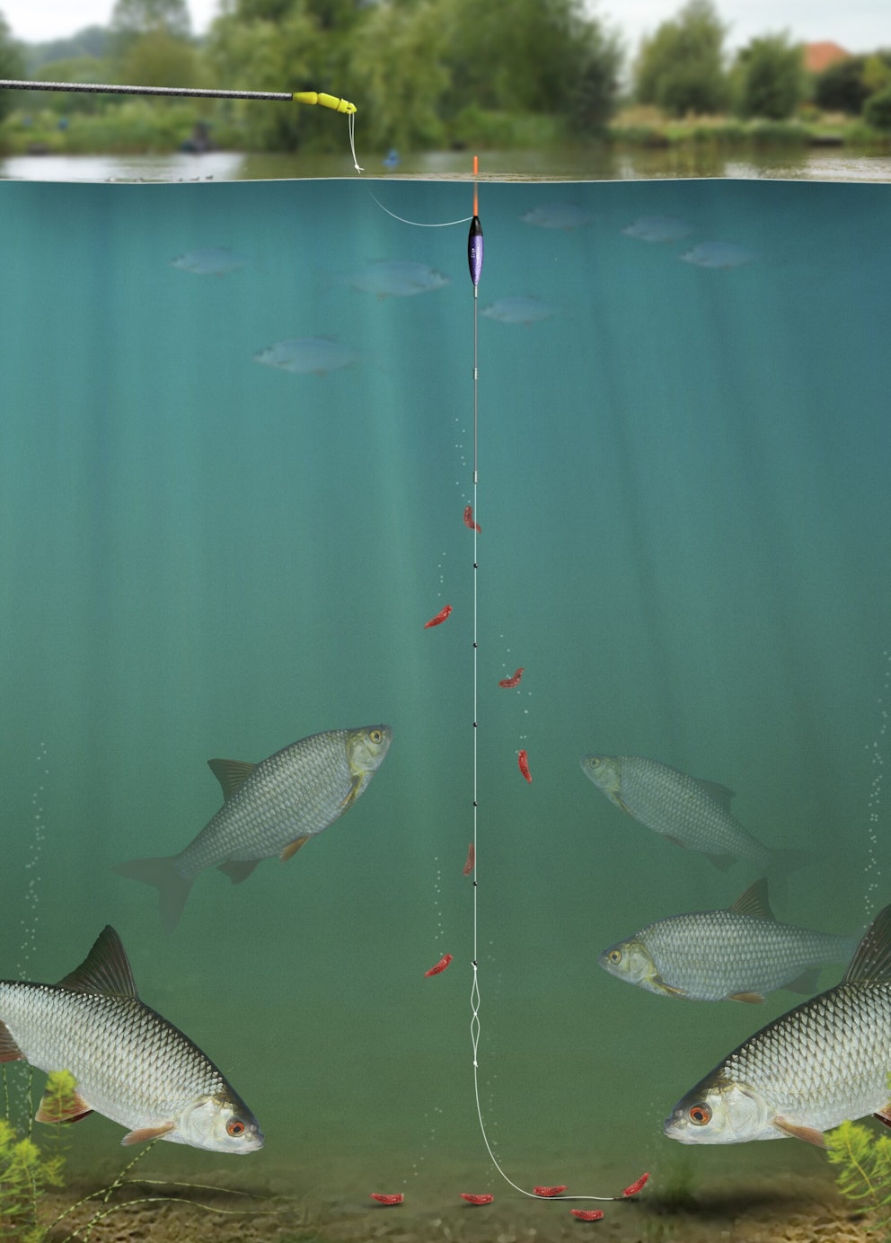 Two great pole fishing rigs for commercial silverfish | Angling Times