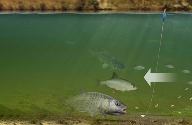 How to trot a float for chub | Angling Times