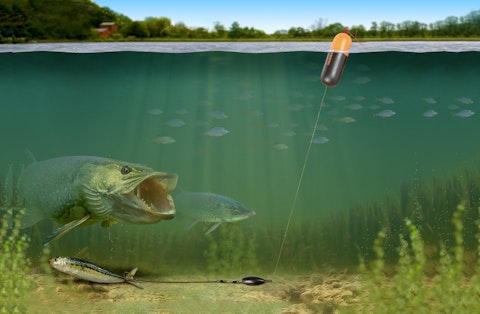 Effective deadbait float fishing rig for pike | Angling Times
