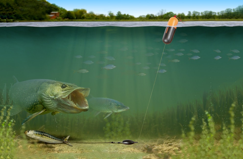 Effective deadbait float fishing rig for pike | Angling Times