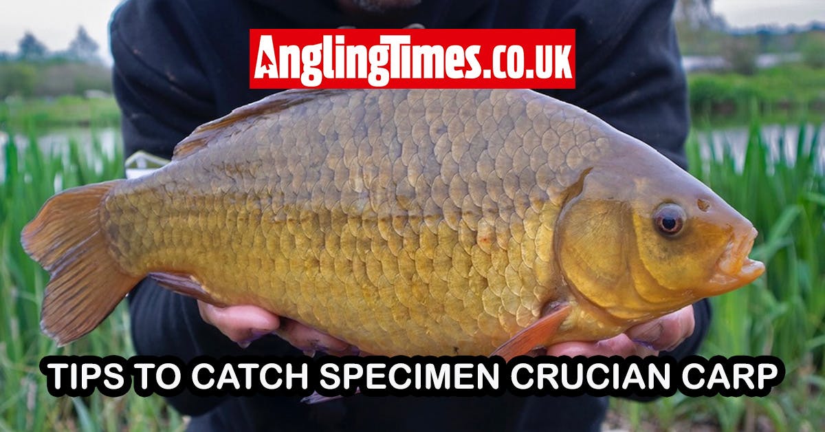 Six brilliant tips for catching big crucian carp | Angling Times