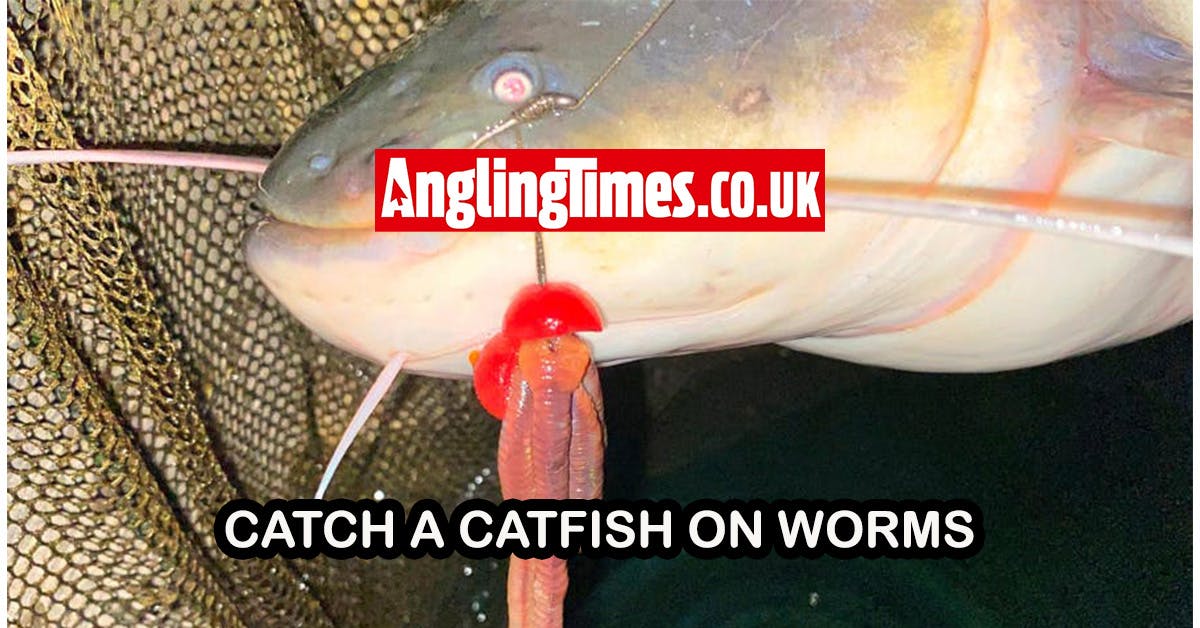 How to catch catfish on worms | Angling Times