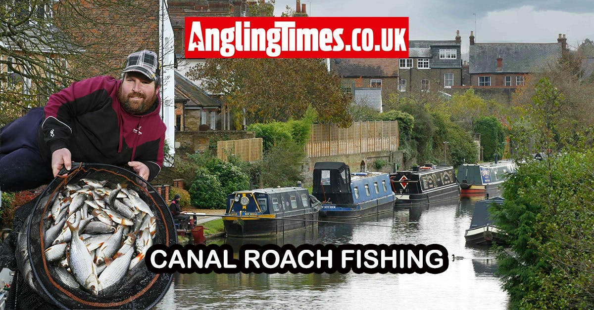 Discover expert tips for catching a net full of roach on the canal this ...