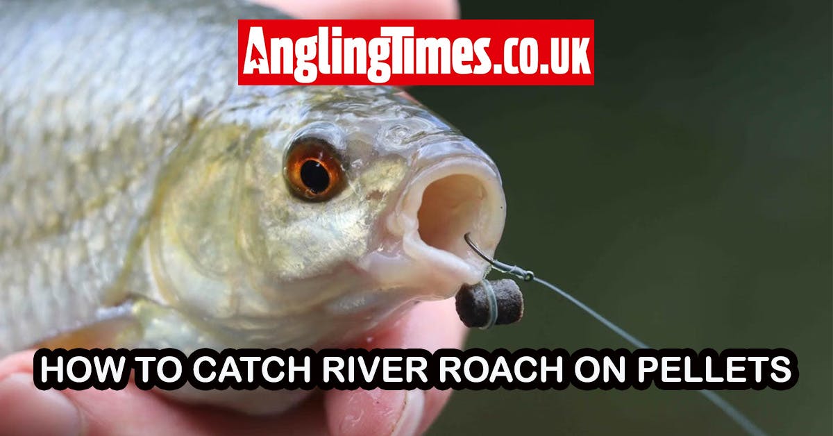 How to catch specimen river roach on pellets | Angling Times