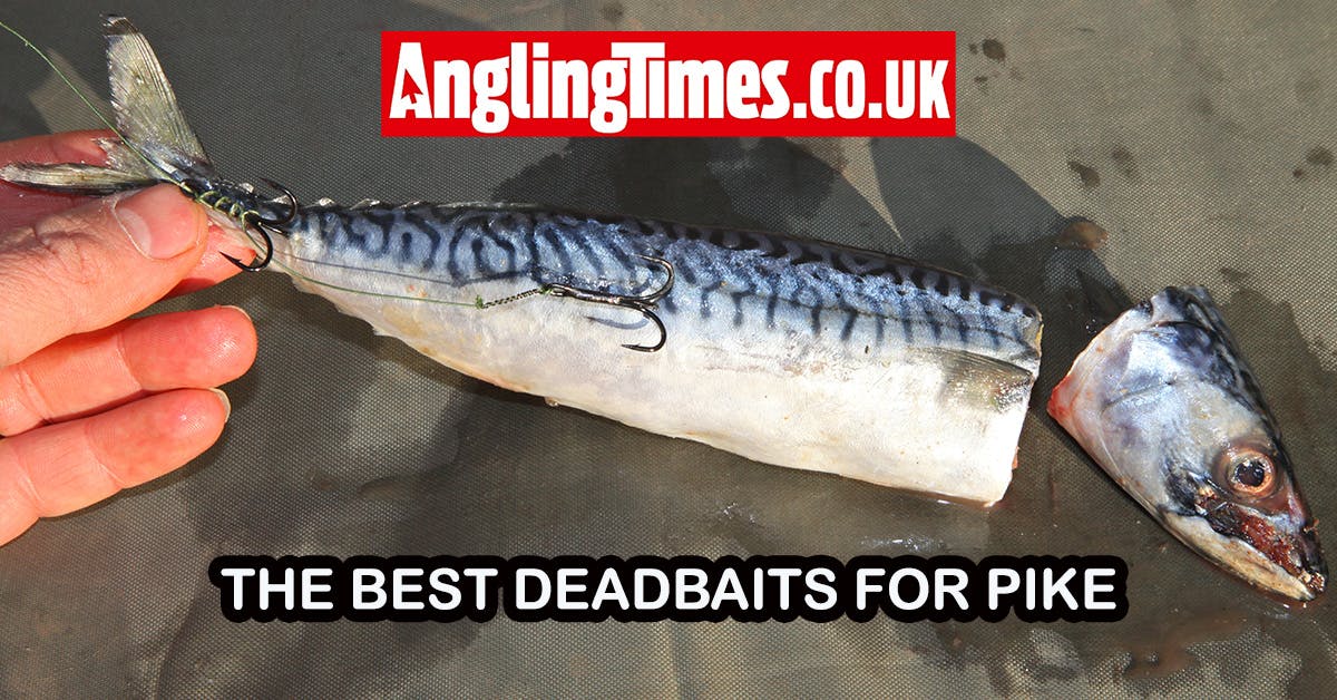 Fishing for pike | How to choose the best deadbaits | Angling Times