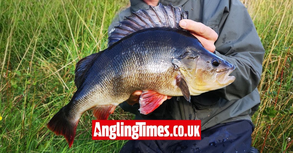 Huge Scottish perch tempted on a lure | Angling Times