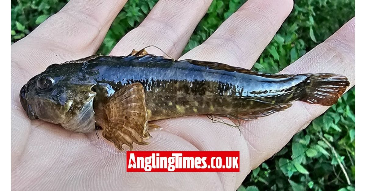 Giant bullhead could have been a British Record | Angling Times