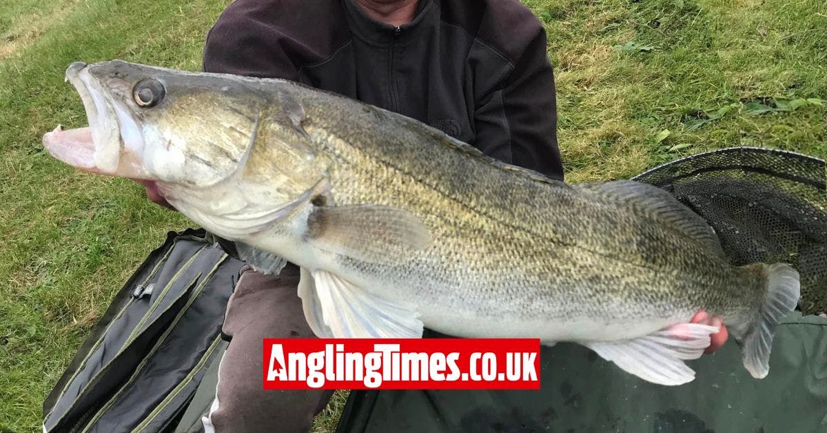Sensational zander leaves angler shocked | Angling Times