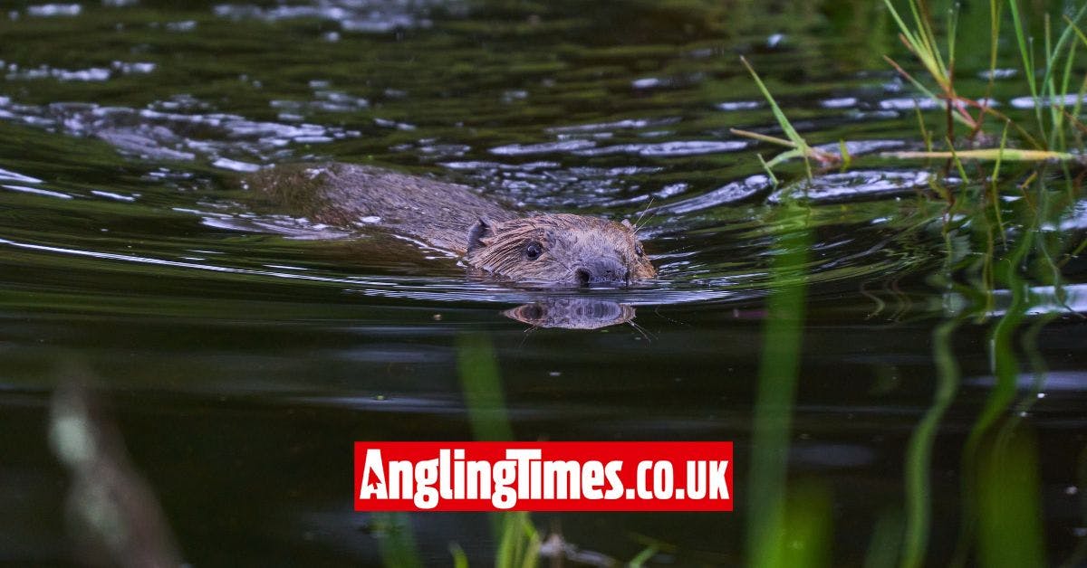 “Beaver bombing” has increased UK beaver populations | Angling Times
