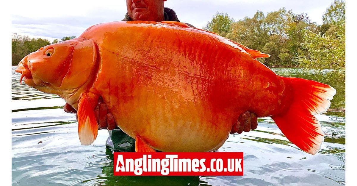 The most famous ‘goldfish’ in the world has died | Angling Times