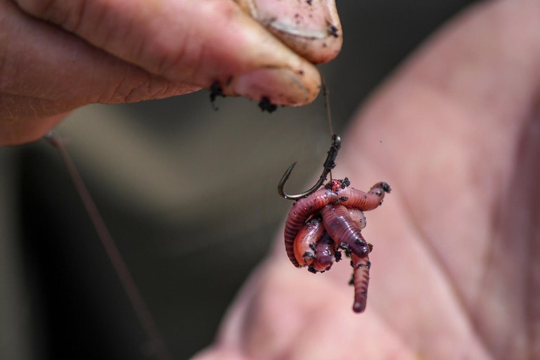 Fish can’t resist British-bred Perky Worms | Angling Times