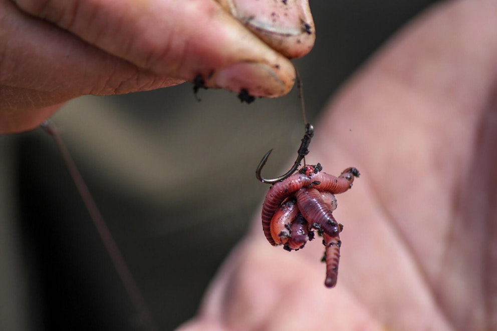 Fish can’t resist British-bred Perky Worms | Angling Times