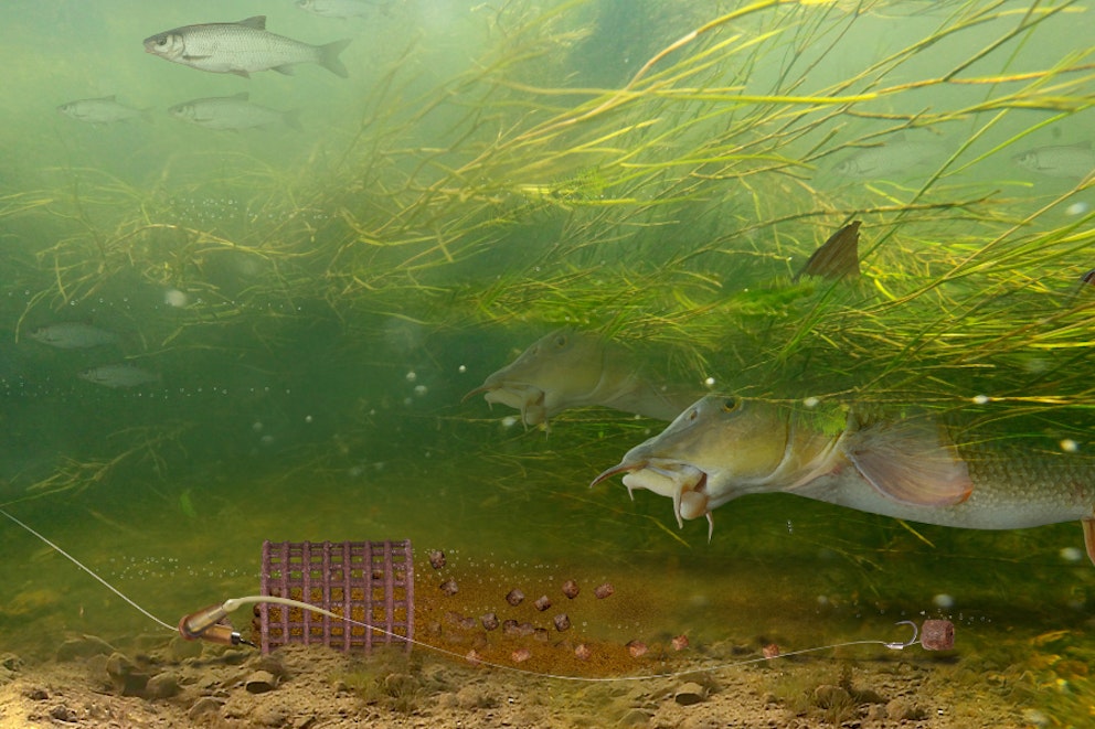 How to improve your river fishing | rigs and tactics guide | Angling Times