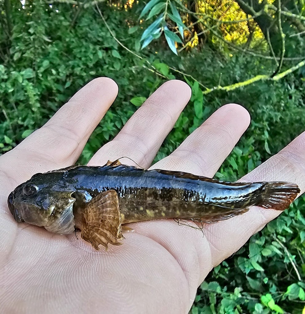 Giant bullhead could have been a British Record | Angling Times