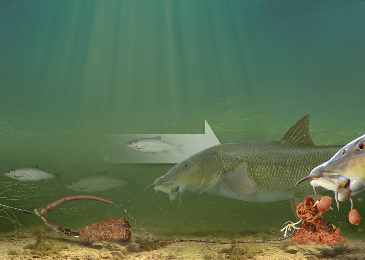 The only barbel rigs you’ll ever need! | Angling Times