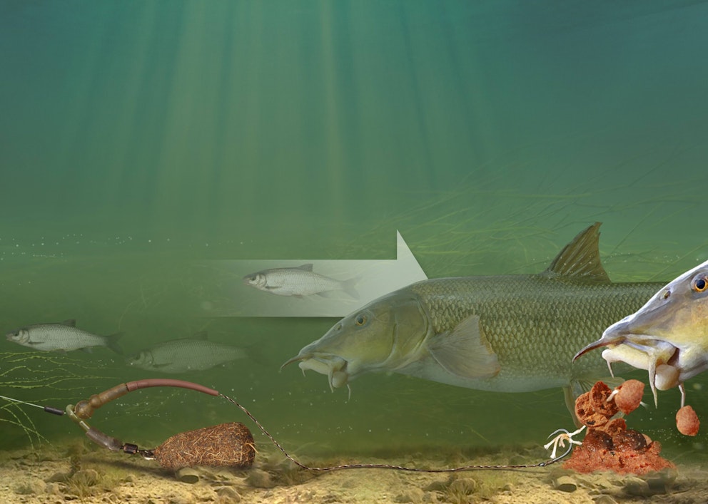 The only barbel rigs you’ll ever need! | Angling Times