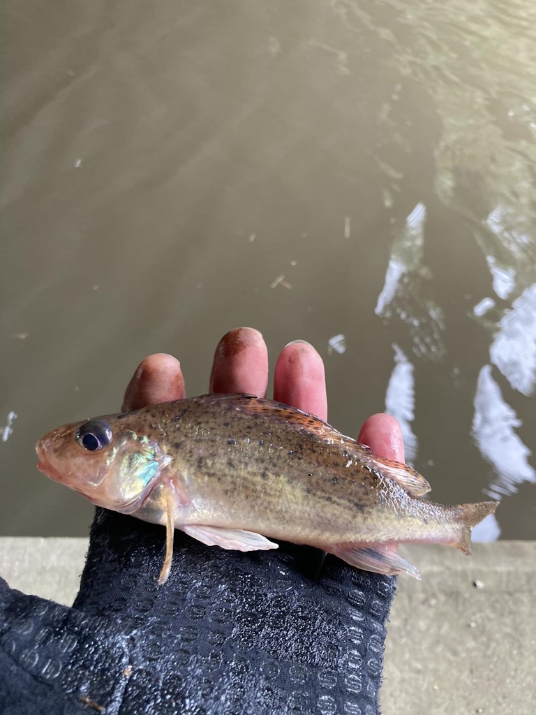 This huge ruffe was potentially a British Record fish | Angling Times