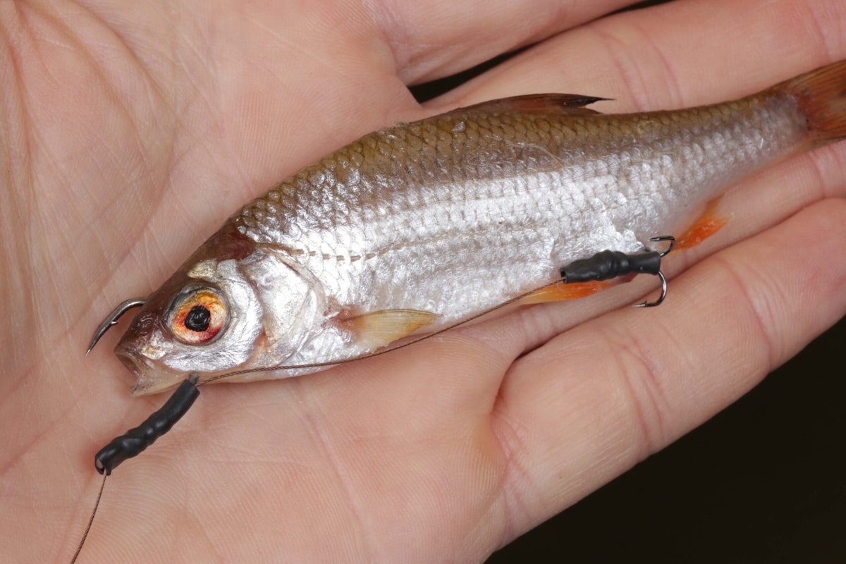 how to catch zander: tips and tackle