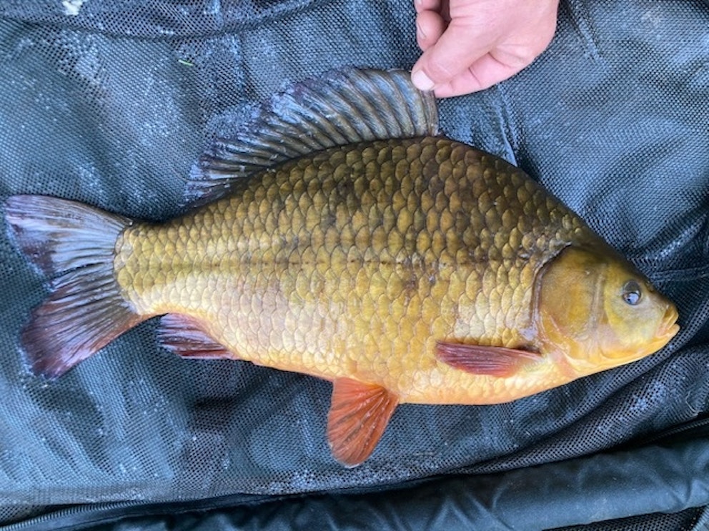 This could be the new British Record crucian carp | Angling Times