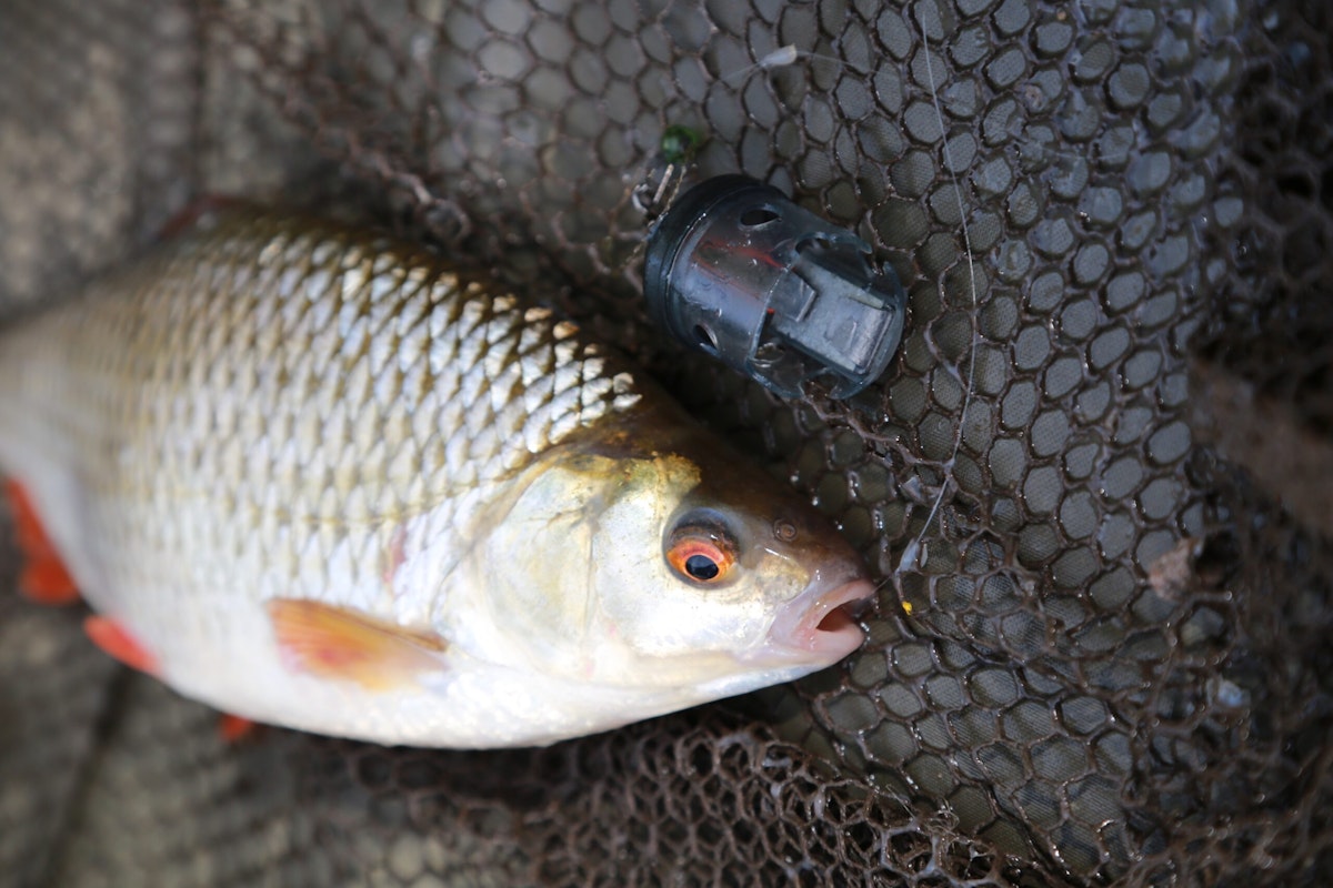 Bread feeder rig for big river roach | Angling Times