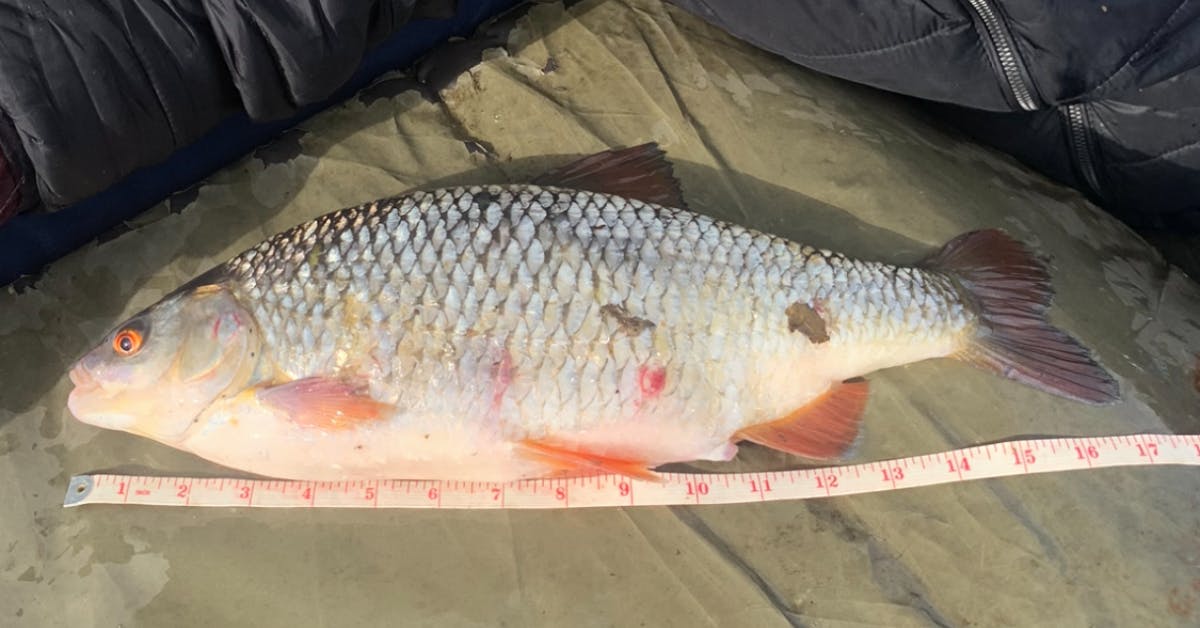 Angler Lands 3lb 6oz Roach Near Poole Harbour