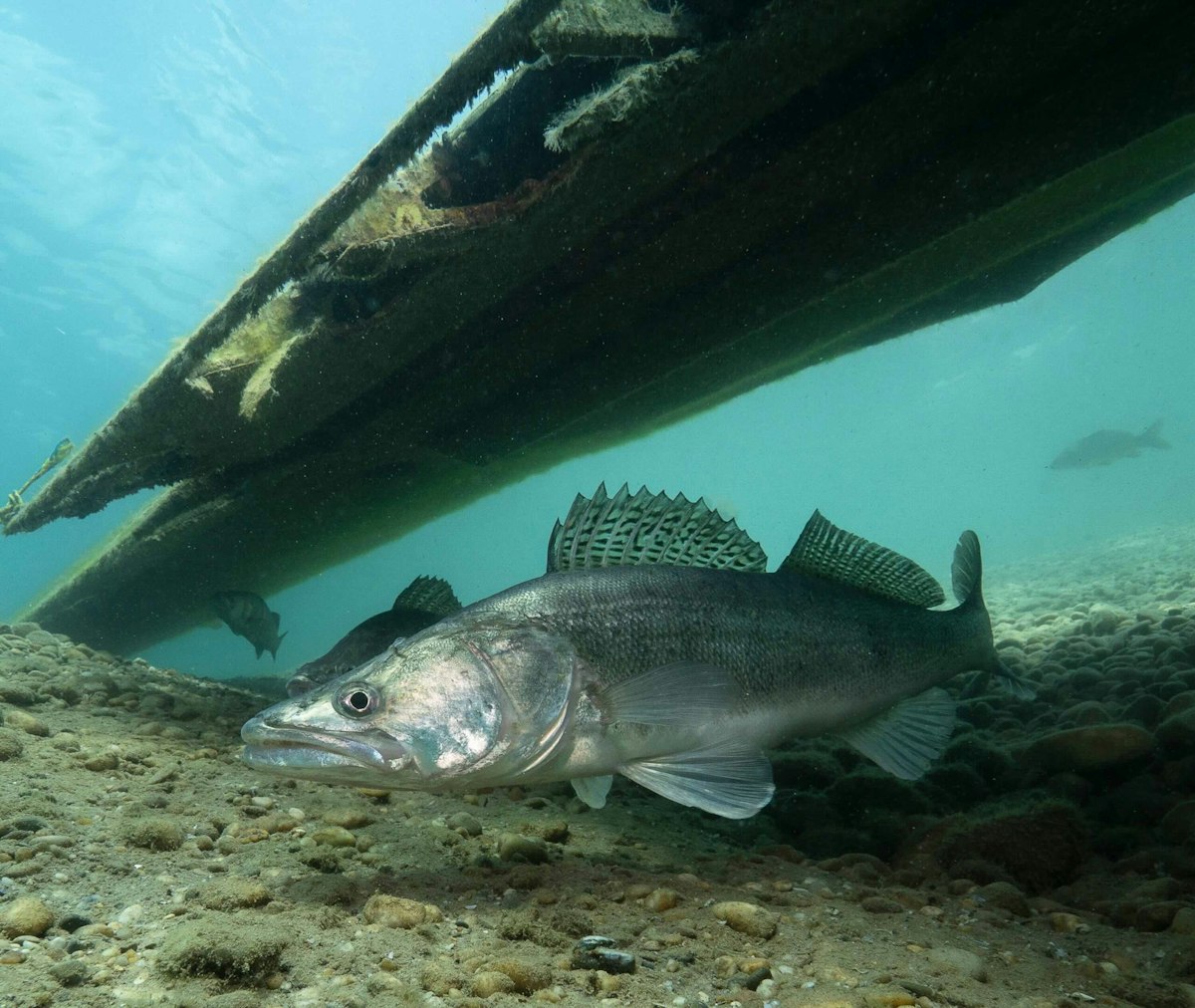 how to catch zander: tips and tackle