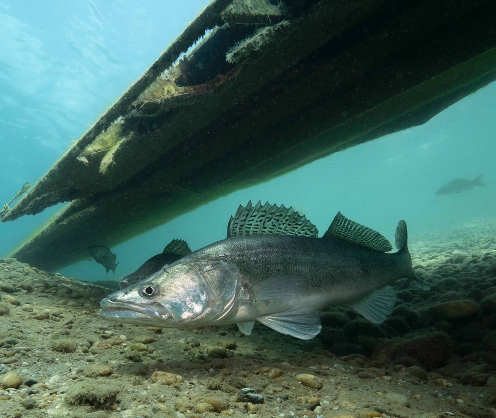 how to catch zander: tips and tackle