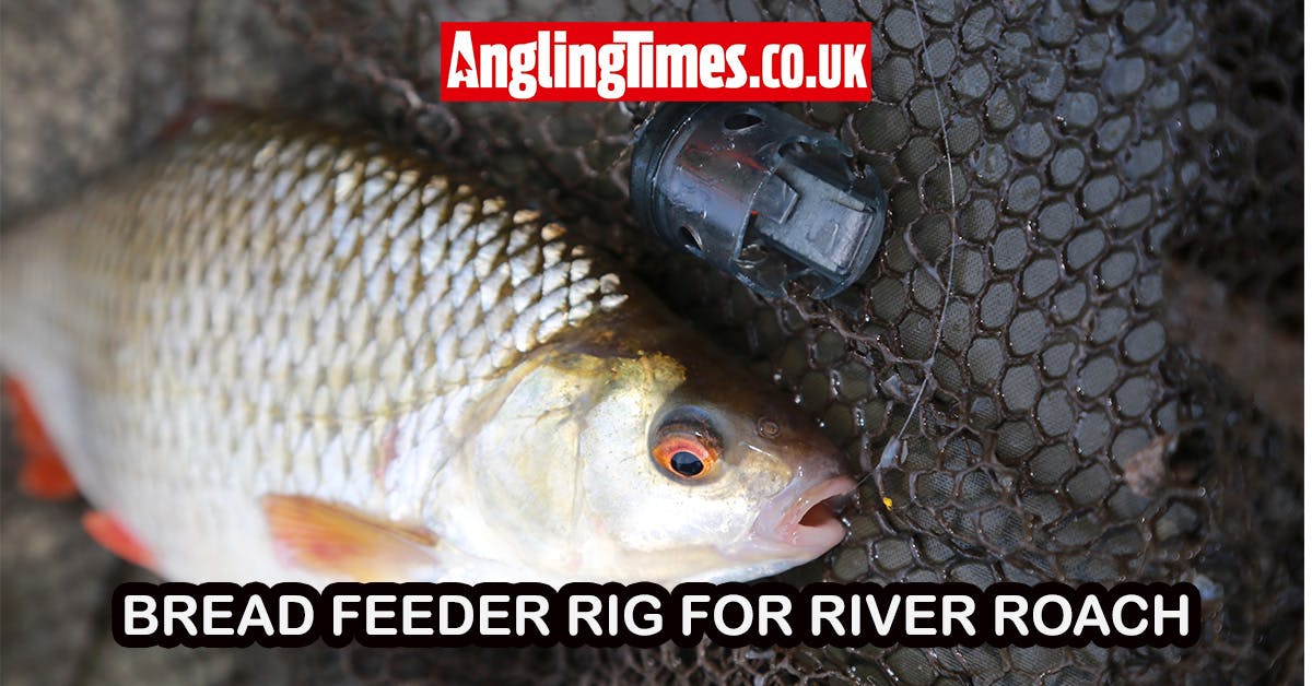 Bread feeder rig for big river roach | Angling Times